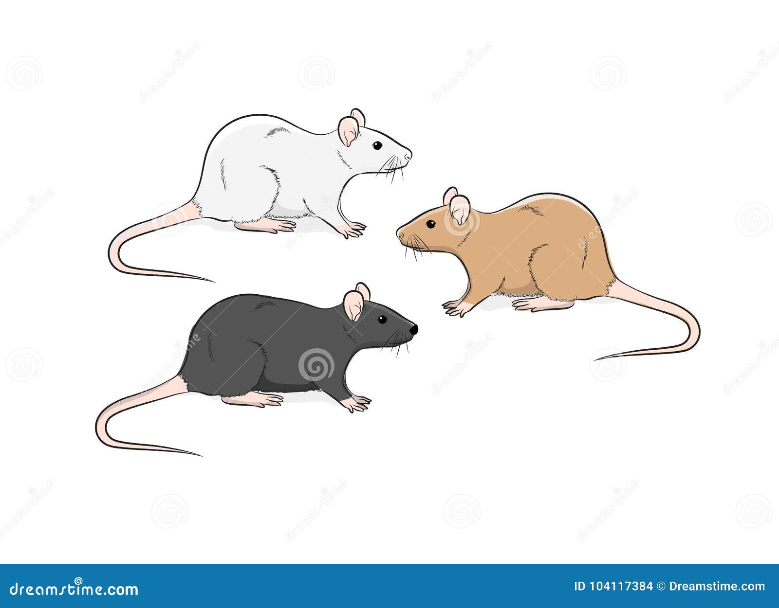 Wild Rat Vector Illustration Stock Vector - Illustration of black ...