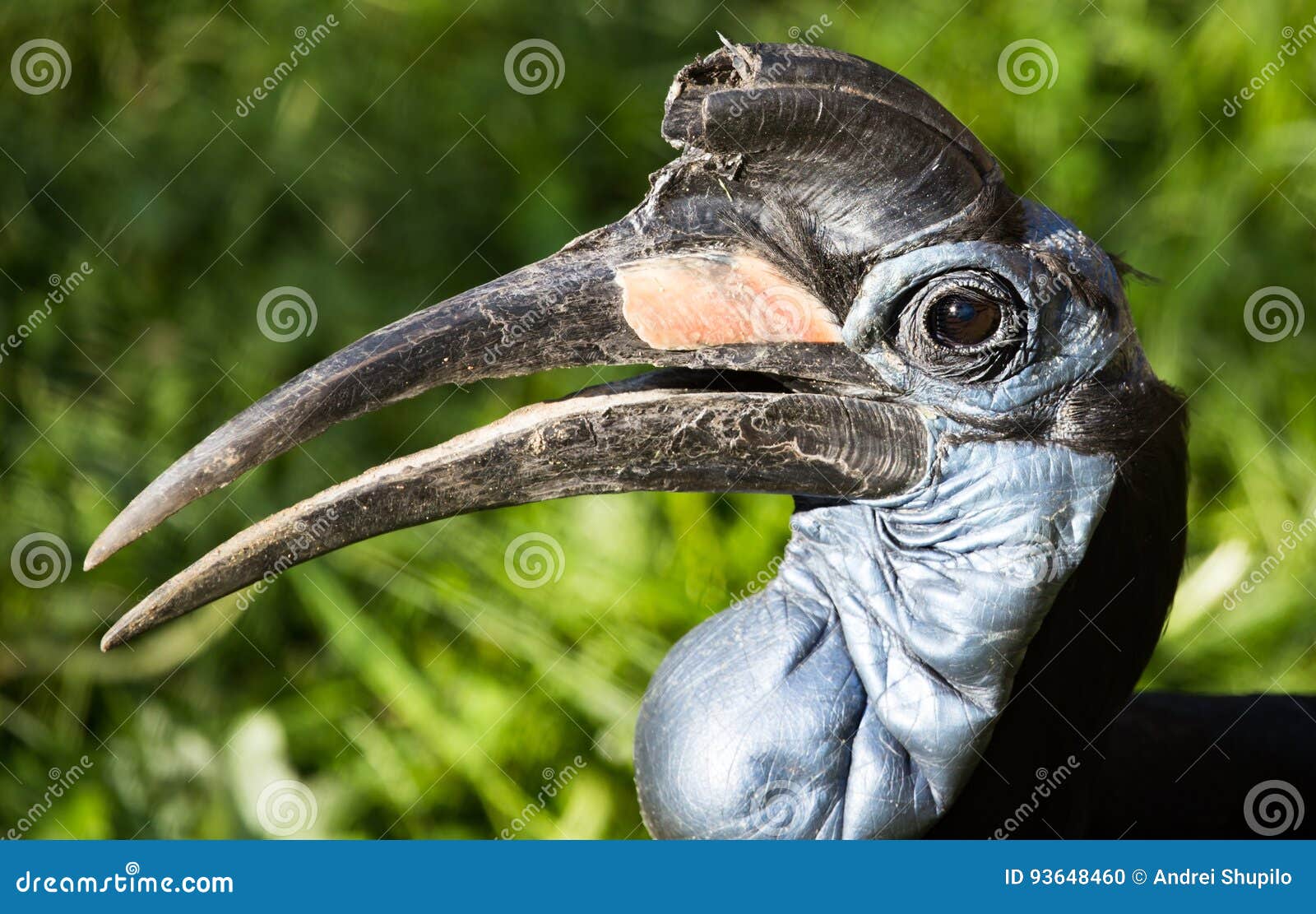 Wild Raven with a Big Beak on the Nature Stock Photo - Image of crow ...