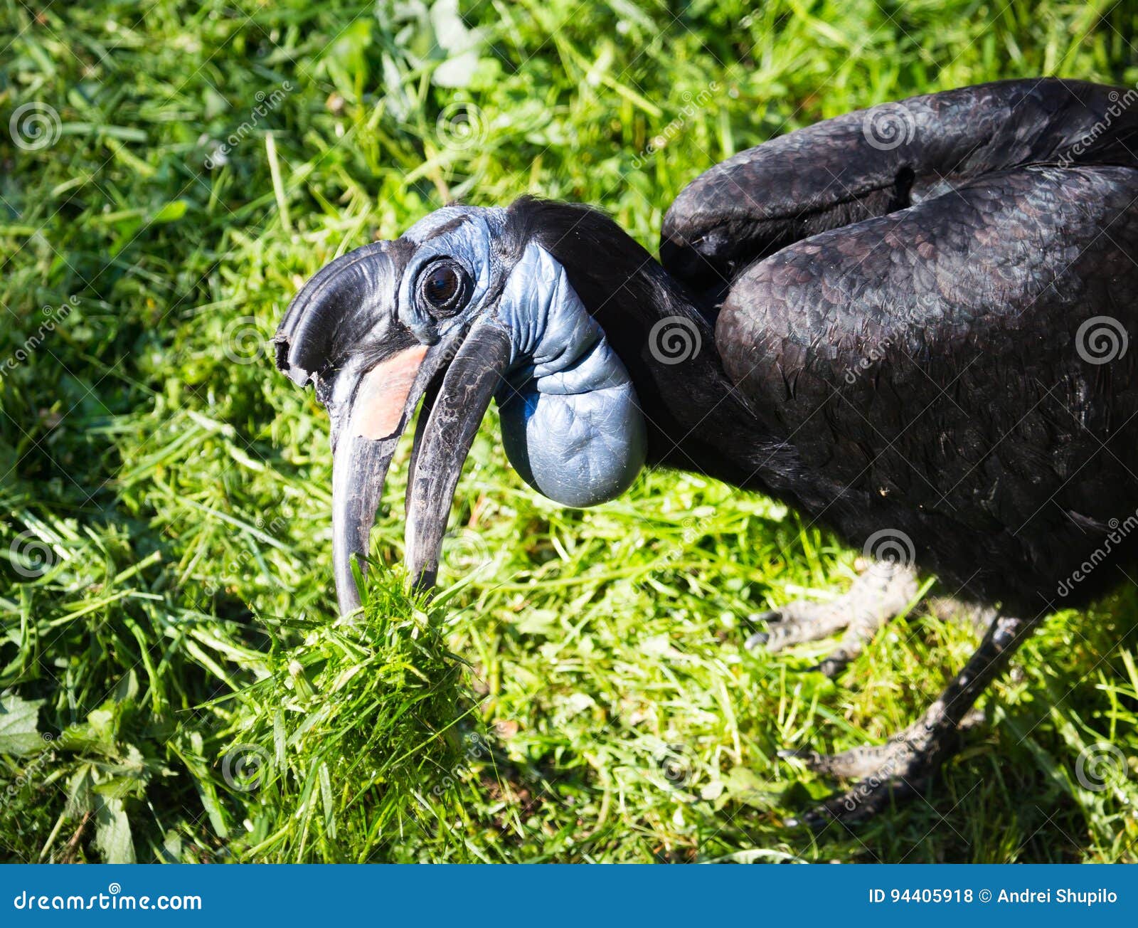 Wild Raven with a Big Beak on the Nature Stock Photo - Image of south ...