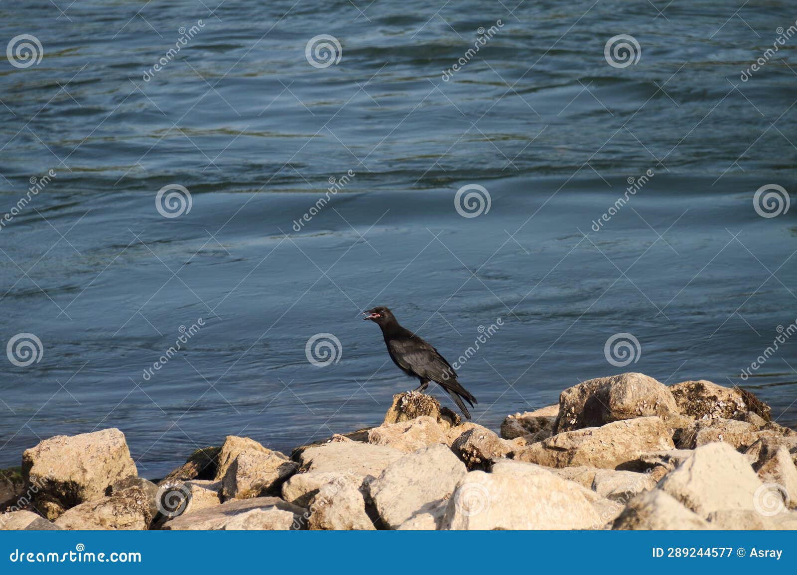 A Wild Raven on the River Bank with Stones Stock Image - Image of wild ...