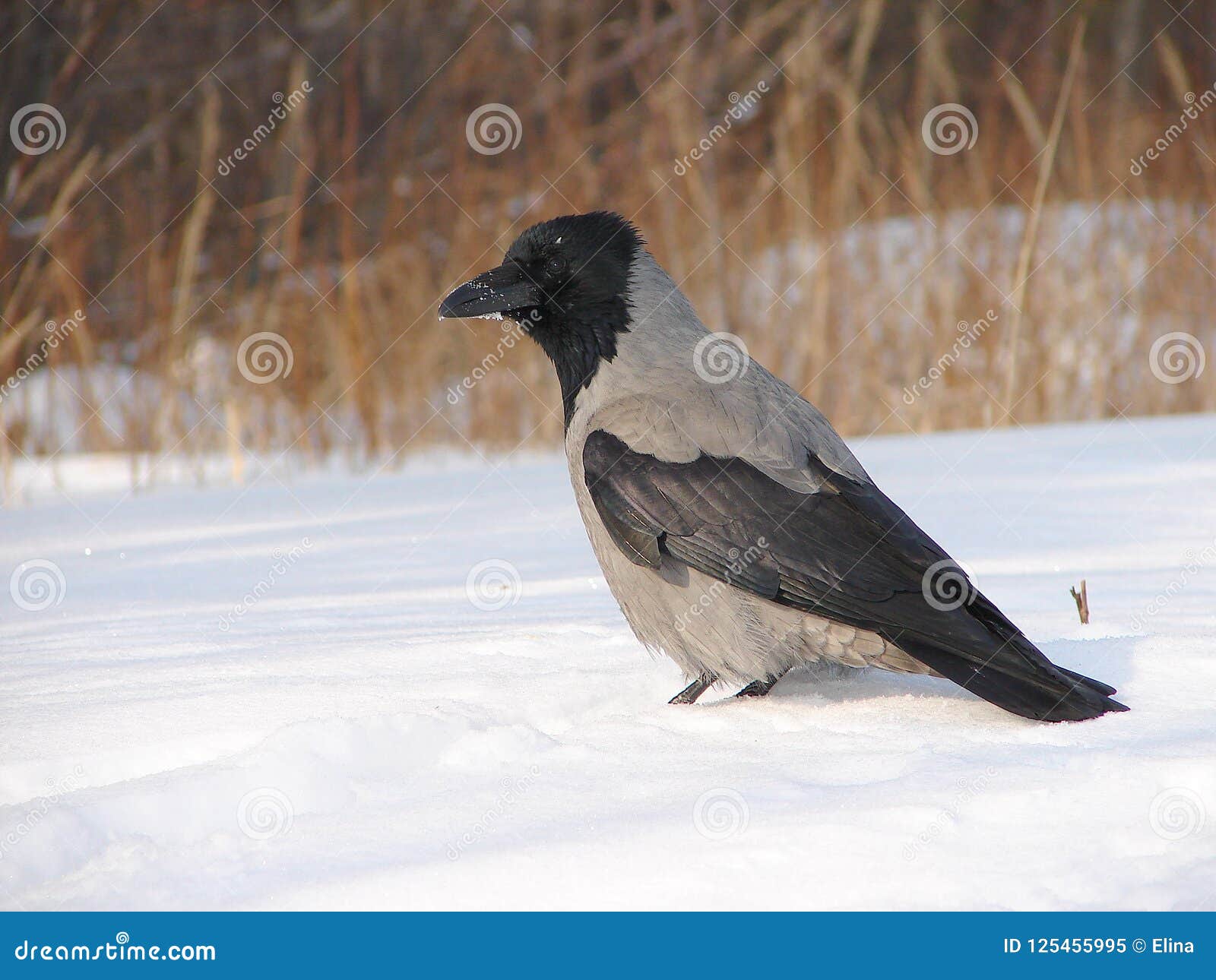 Wild Raven Sits on Snow in Park Stock Image - Image of crow, flying ...