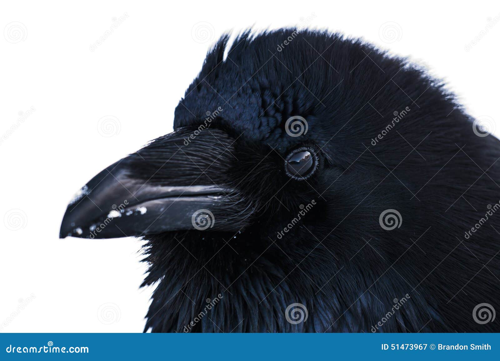 Wild Raven stock image. Image of closeup, green, wildlife - 51473967