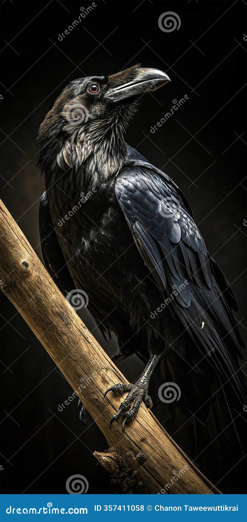 Wild Raven in a Studio with Dark Lighting Stock Illustration ...