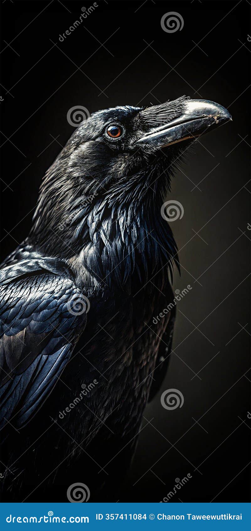 Wild Raven in a Studio with Dark Lighting Stock Illustration ...