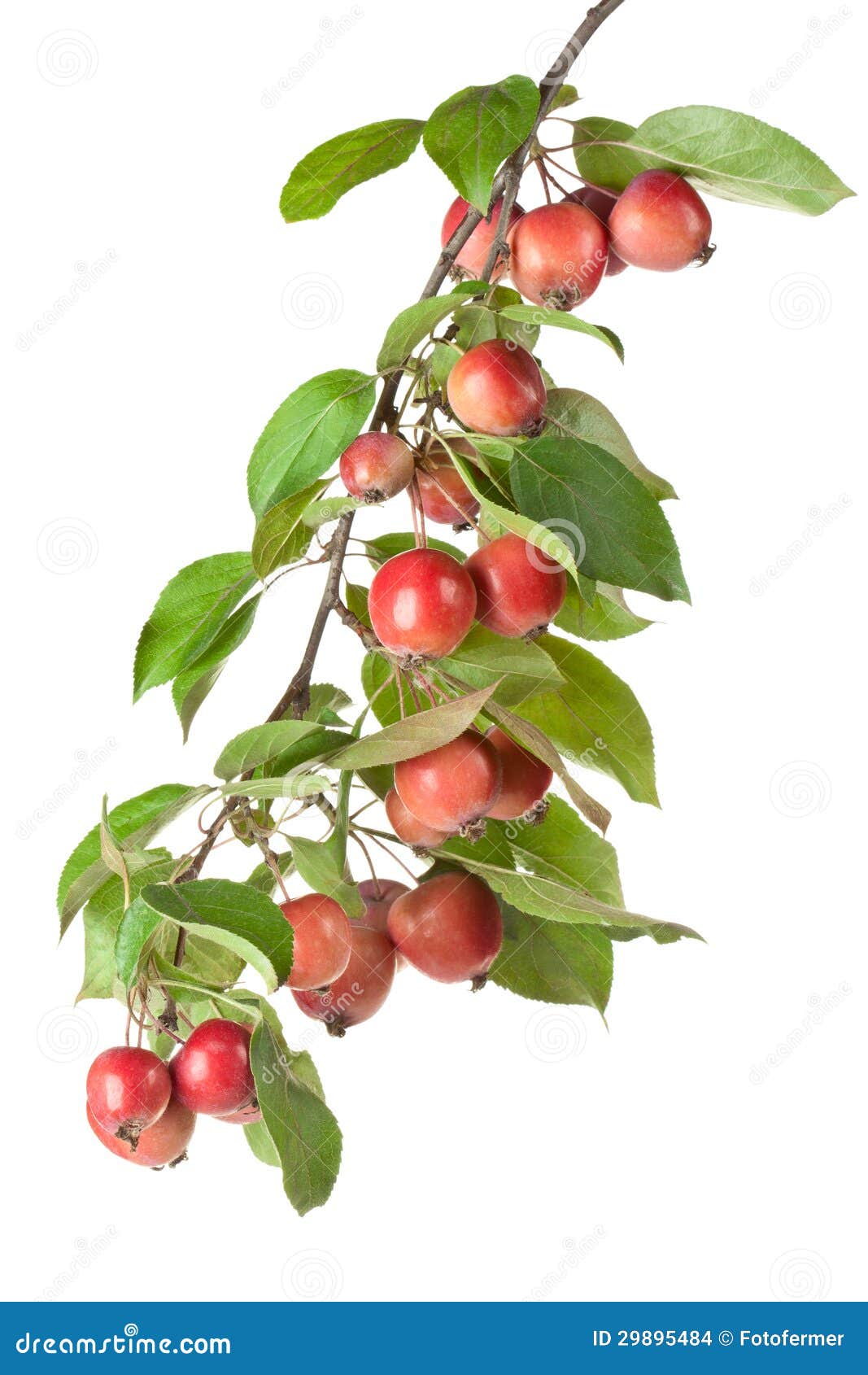 Wild Red Apples on a Branch Stock Photo - Image of nature, white: 29895484