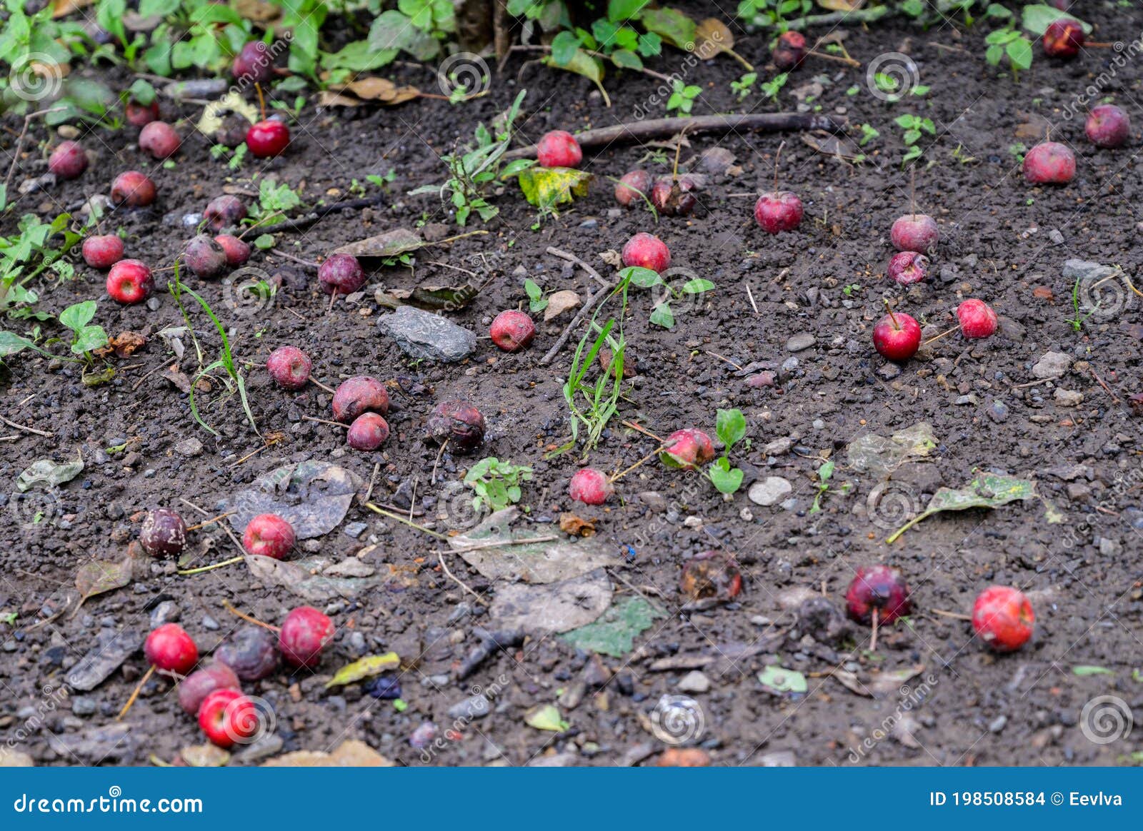 Wild Red Apples Lying on the Ground. Stock Photo - Image of fall ...