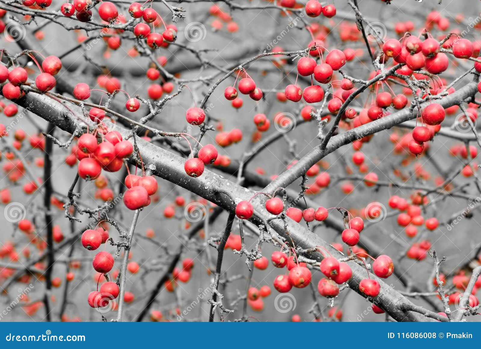 Wild apples stock photo. Image of fruit, natural, autumn - 116086008