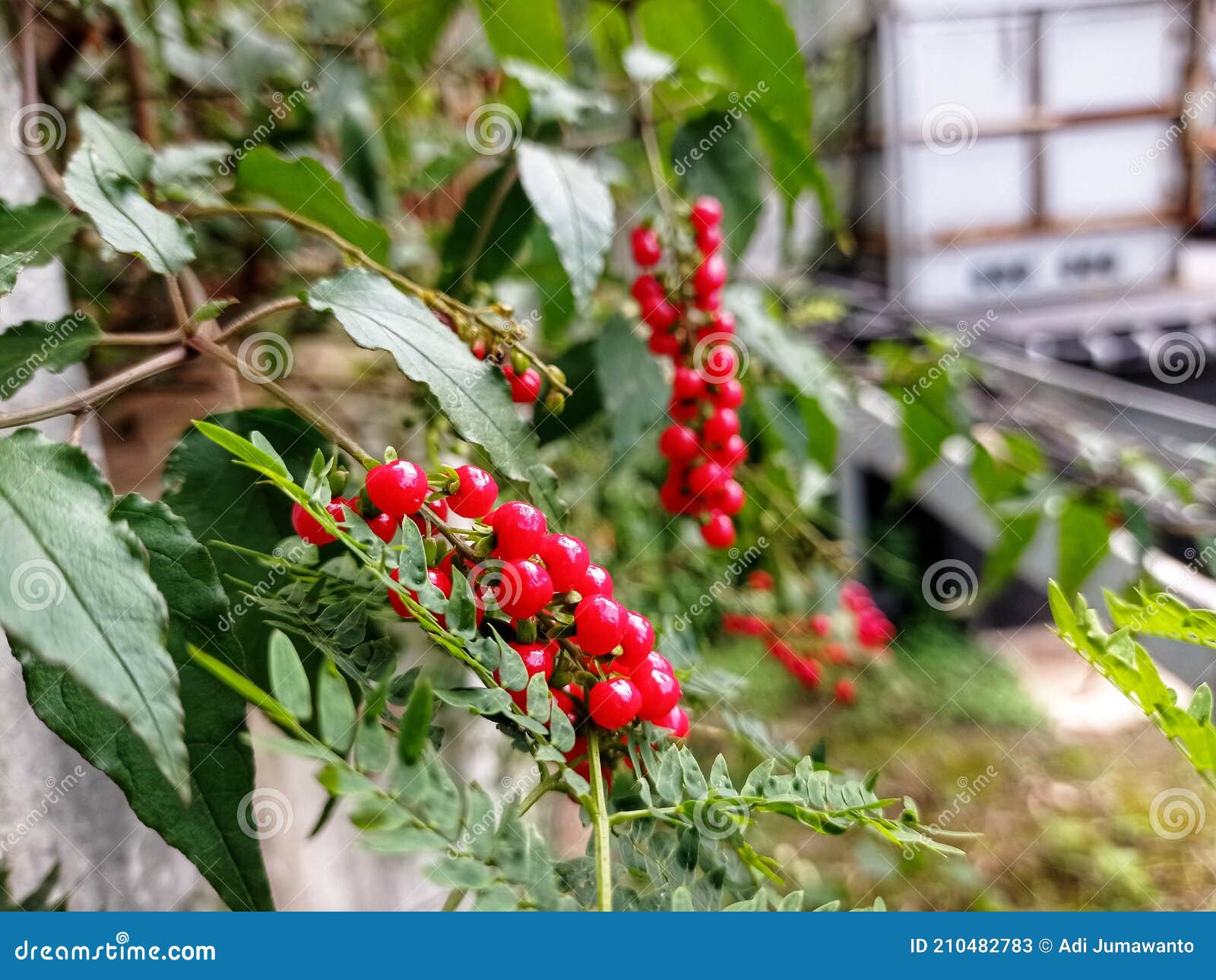 Wild Red Berries stock image. Image of nature, autumn - 210482783