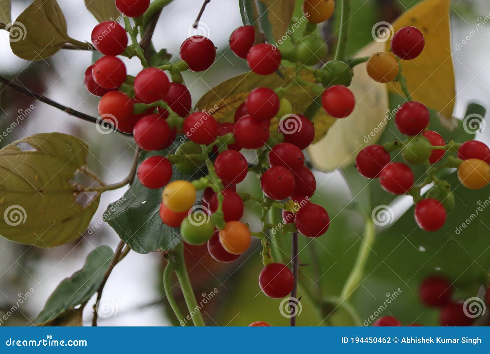 Wild Red Berries on the Tree. Stock Photo - Image of wildlife, orange ...