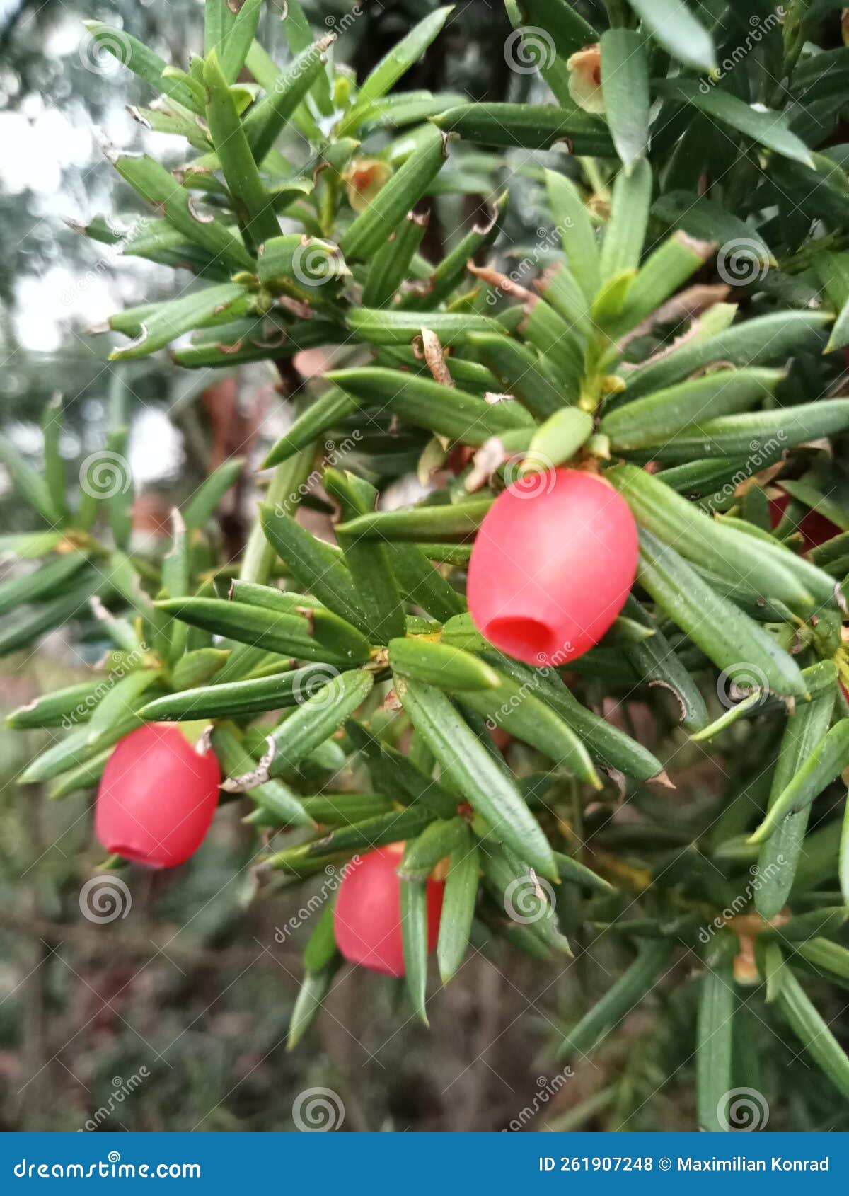 A wild red berry in a bush stock photo. Image of evergreen - 261907248