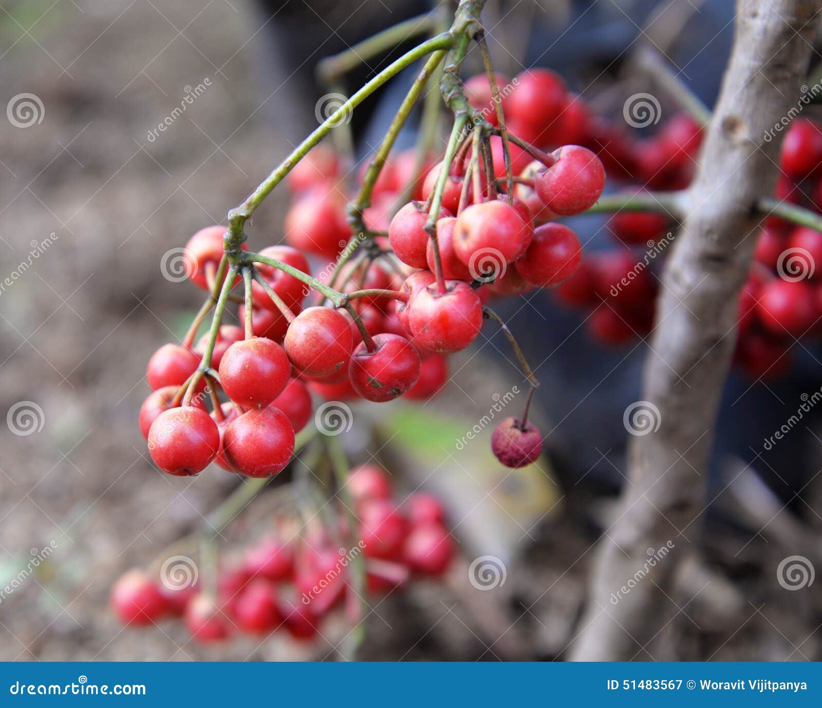 Wild Red Berry Fruits stock image. Image of fruit, bushes - 51483567