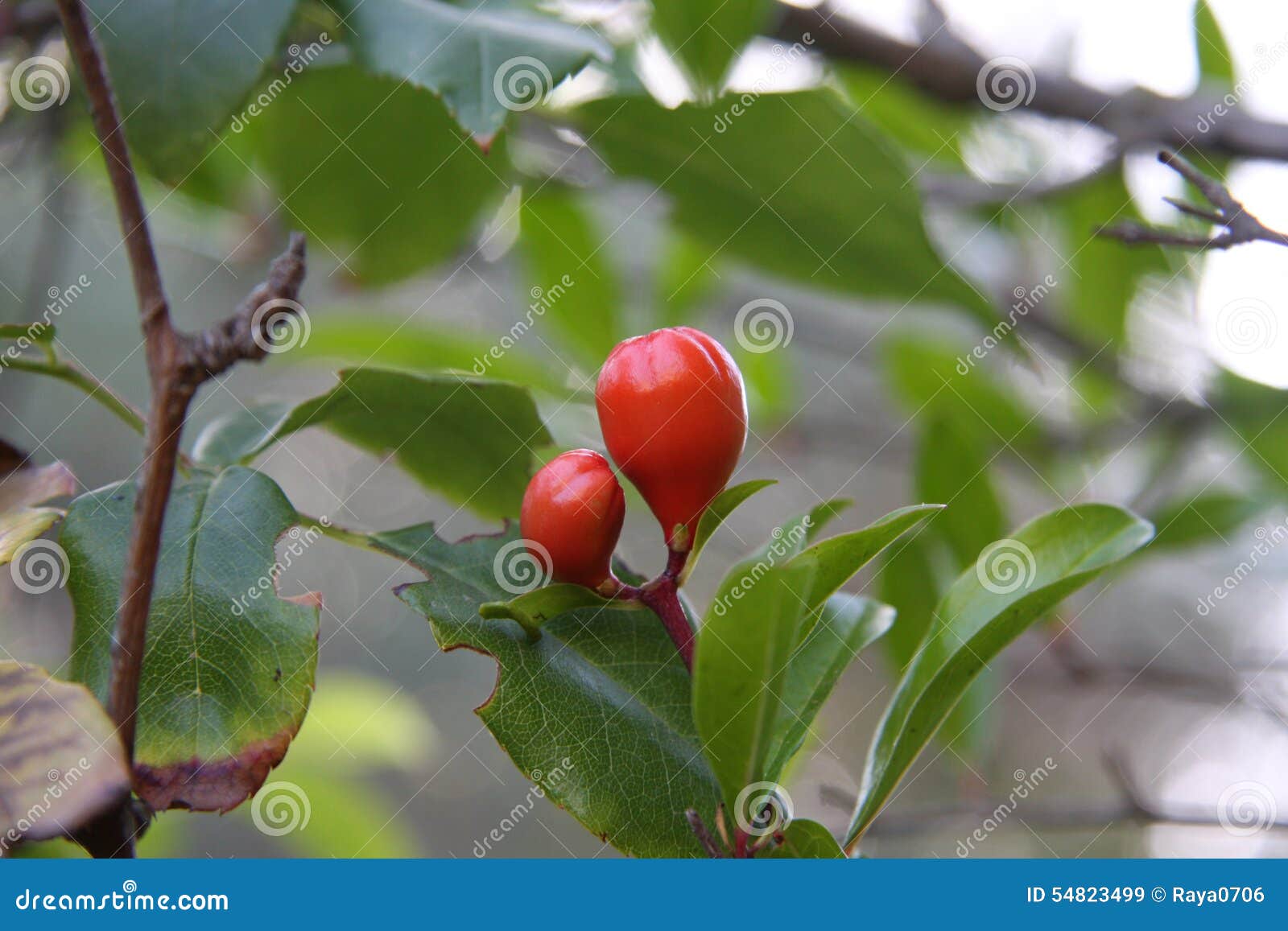 Wild red berry stock image. Image of brench, tree, wild - 54823499