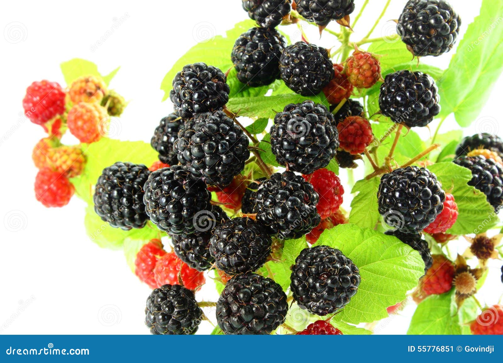 Wild Red and Black Raspberry Closeup in White Background Stock Image ...