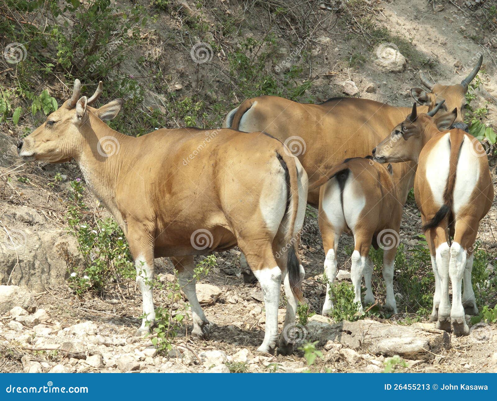 Wild red bulls relaxing stock image. Image of horn, bovine - 26455213