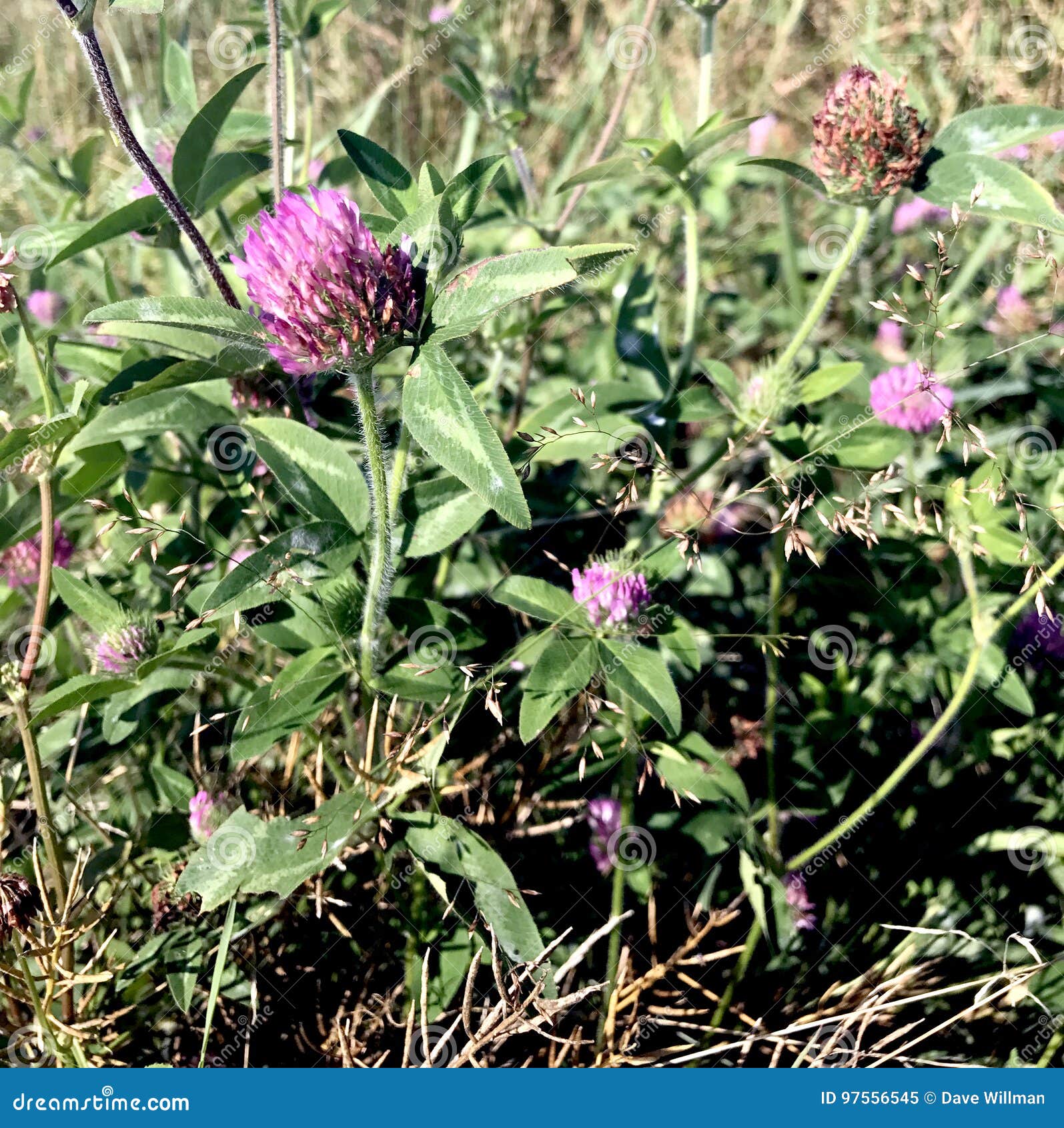 Wild Red Clover in the Wisconsin Wilderness Stock Image - Image of ...