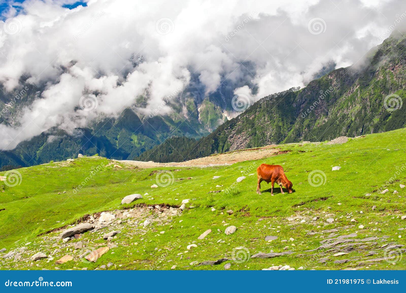 Wild Red Cow in Himalaya Mountains Stock Image - Image of green, india ...