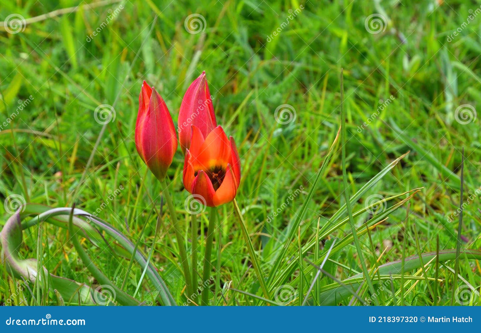 Wild Red Crocus Tulip in Wild Flower Meadow. Stock Photo - Image of ...