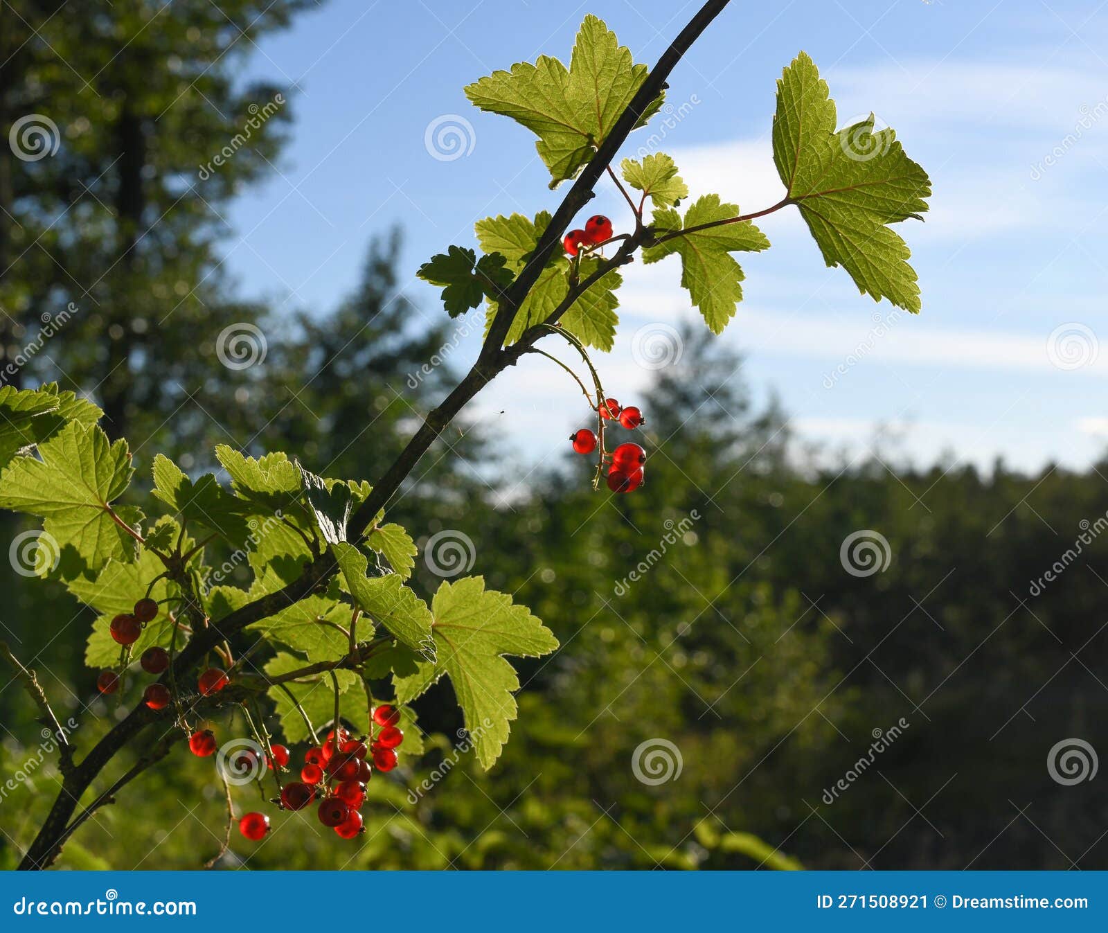 Wild red currant shrub stock image. Image of superfood - 271508921