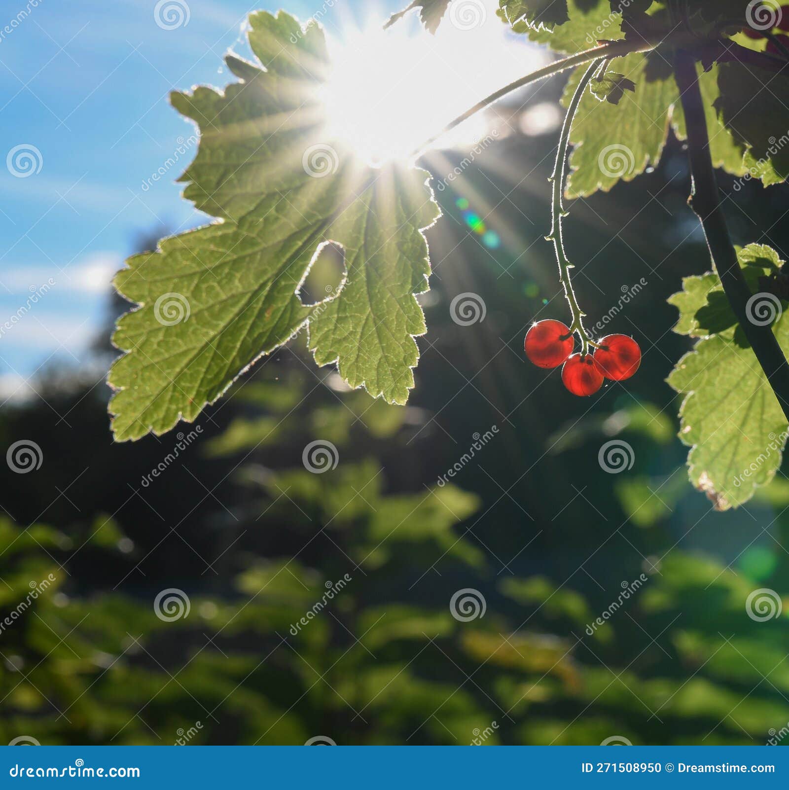 Wild red currant shrub stock photo. Image of produce - 271508950