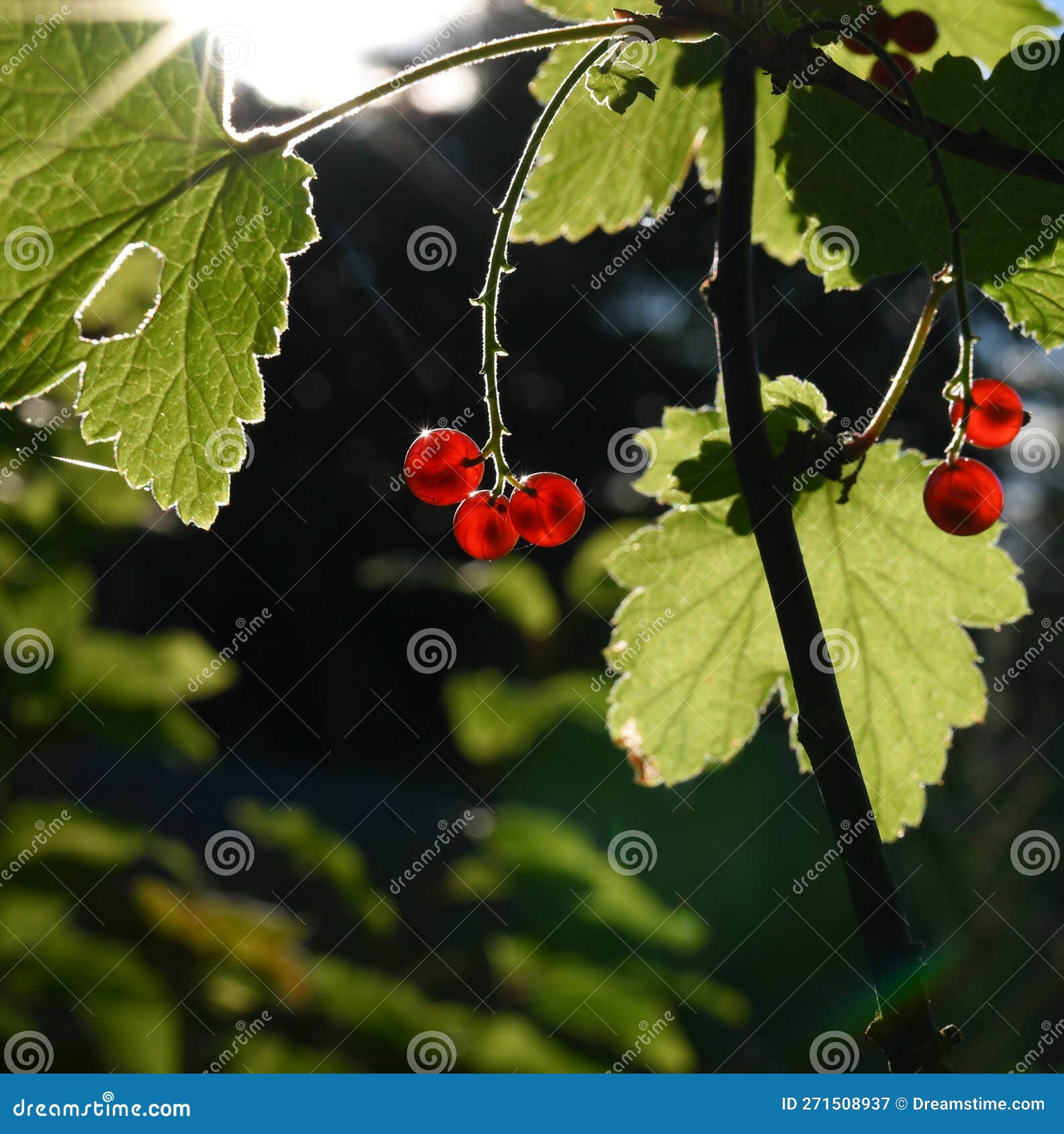 Wild red currant shrub stock image. Image of currant - 271508937