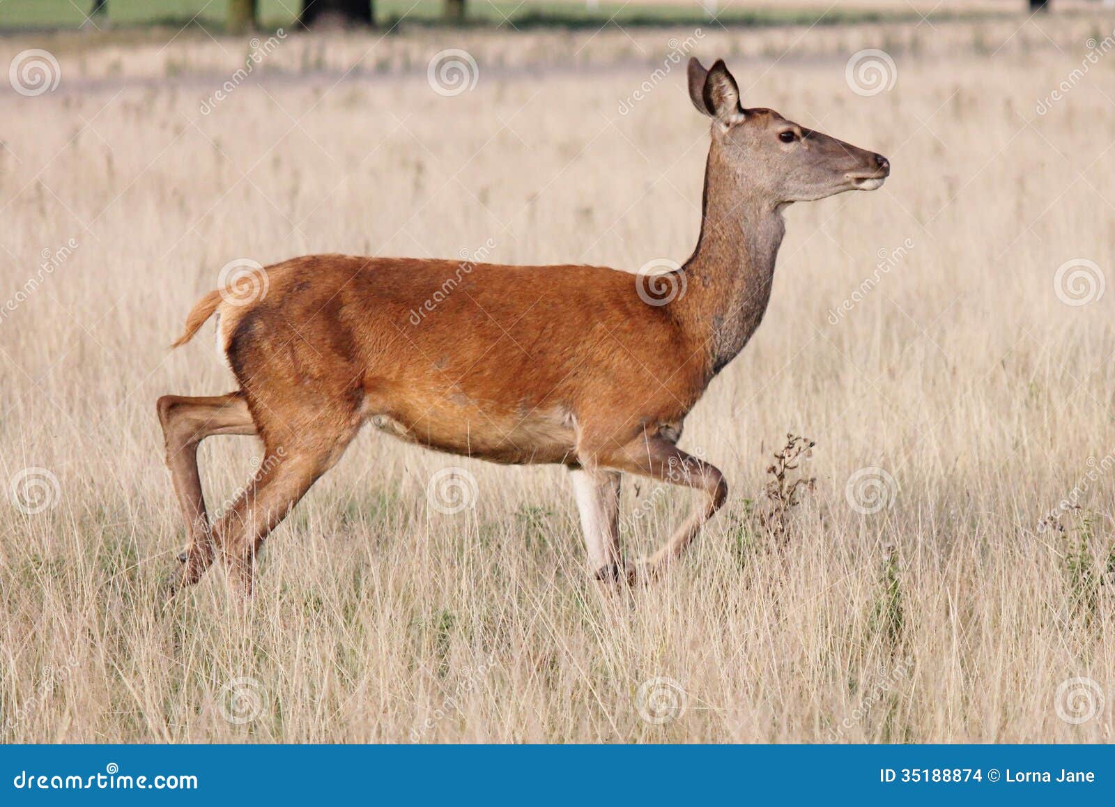 Red deer doe in Bushy Park stock photo. Image of fawn - 35188874 Red deer doe in Bushy Park stock photo. Image of fawn - 35188874
