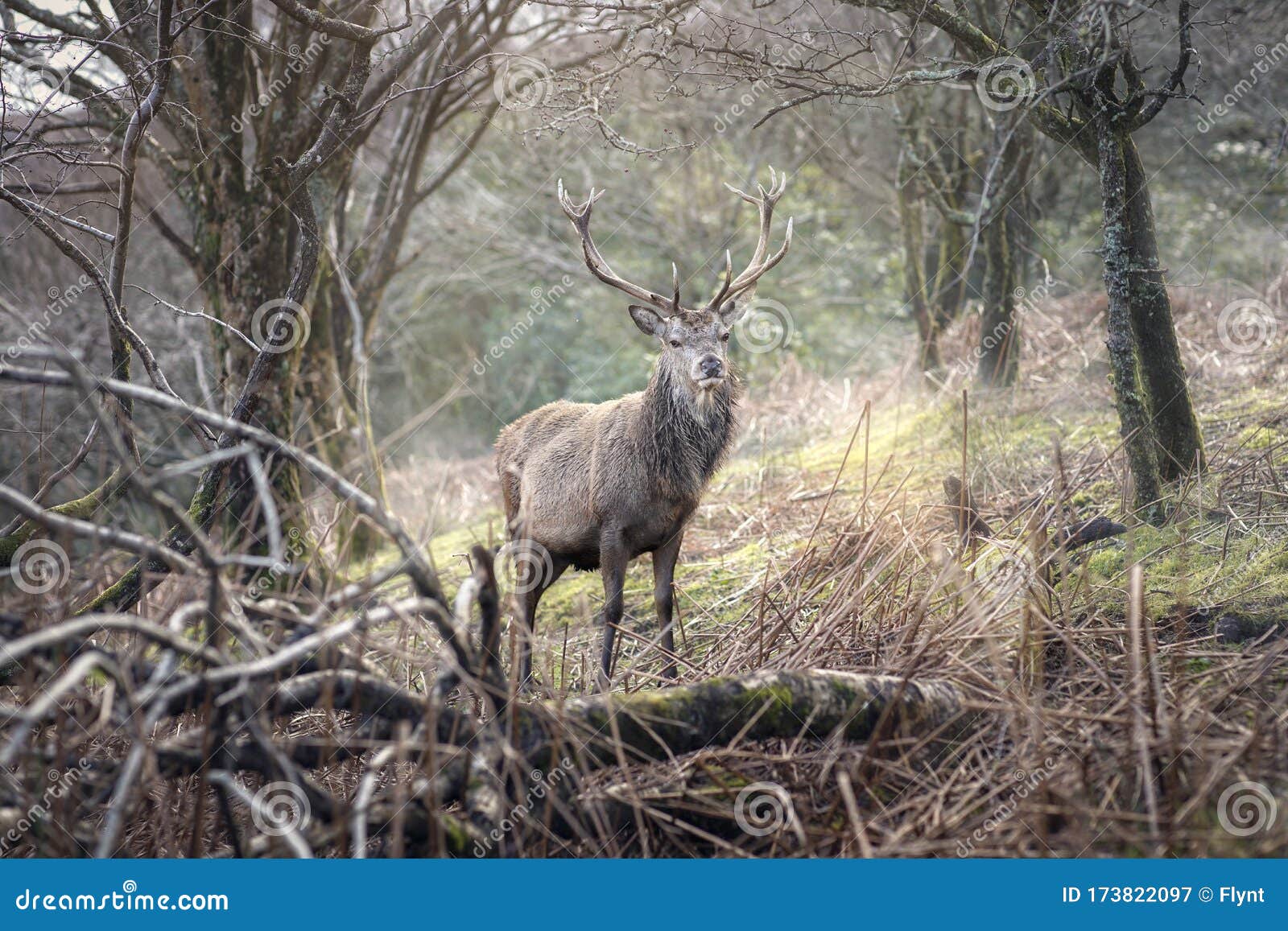 Wild Red Deer Stag stock image. Image of beautiful, call - 173822097