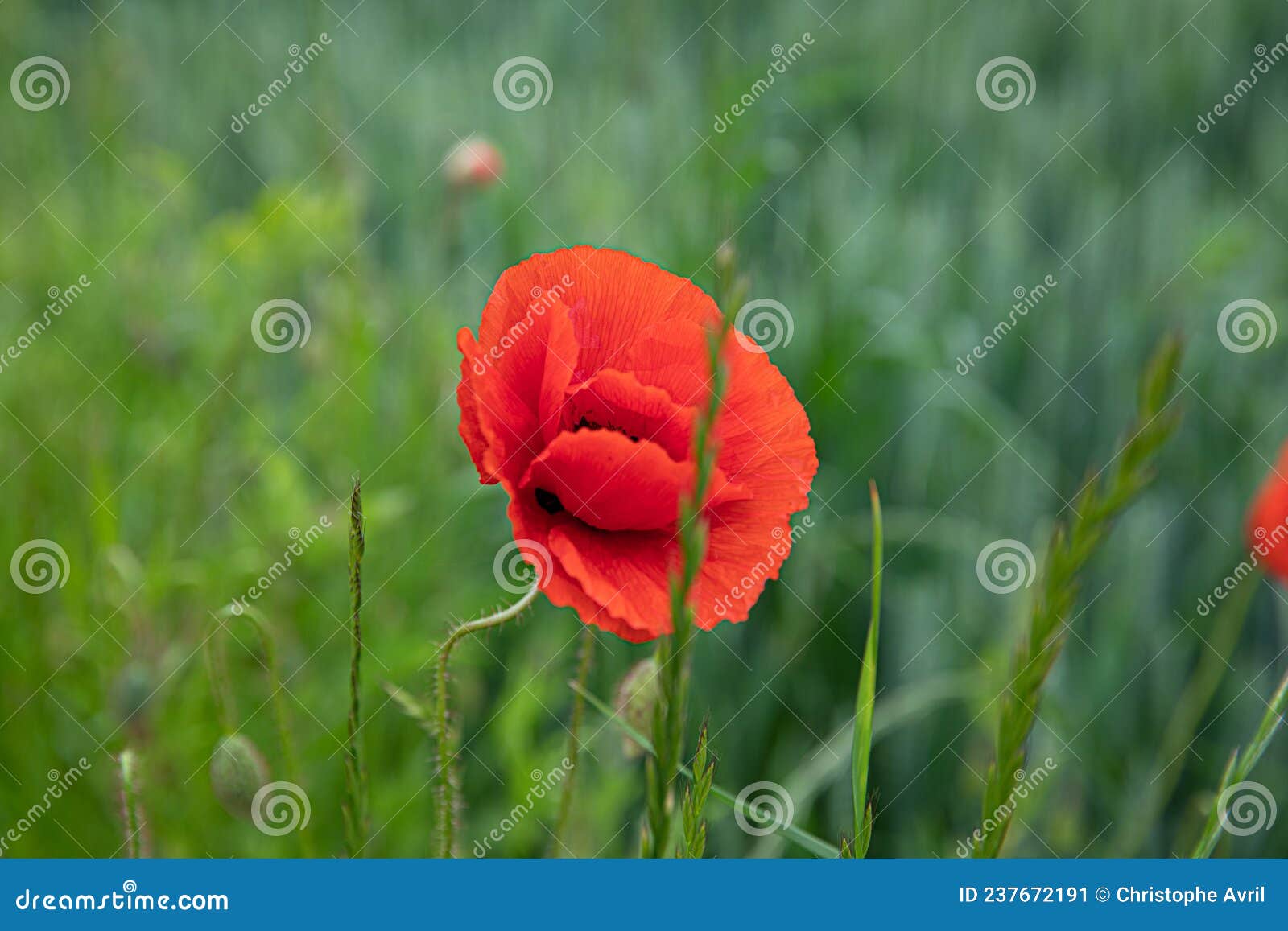Wild red field flowers stock image. Image of garden - 237672191