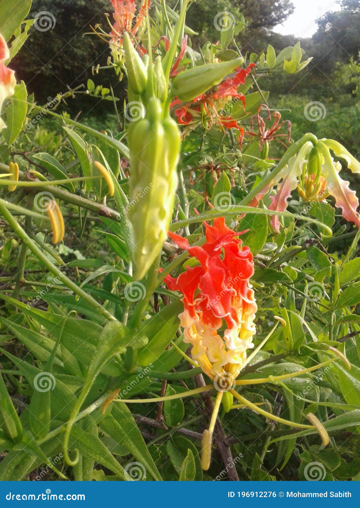Wild red flower stock photo. Image of nature, evergreen - 196912276