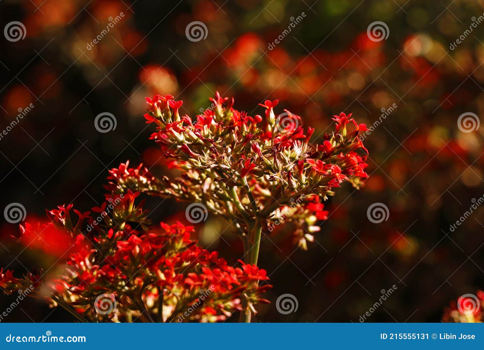 Wild Red Flower in Close Up from Western Ghats Stock Image - Image of ...