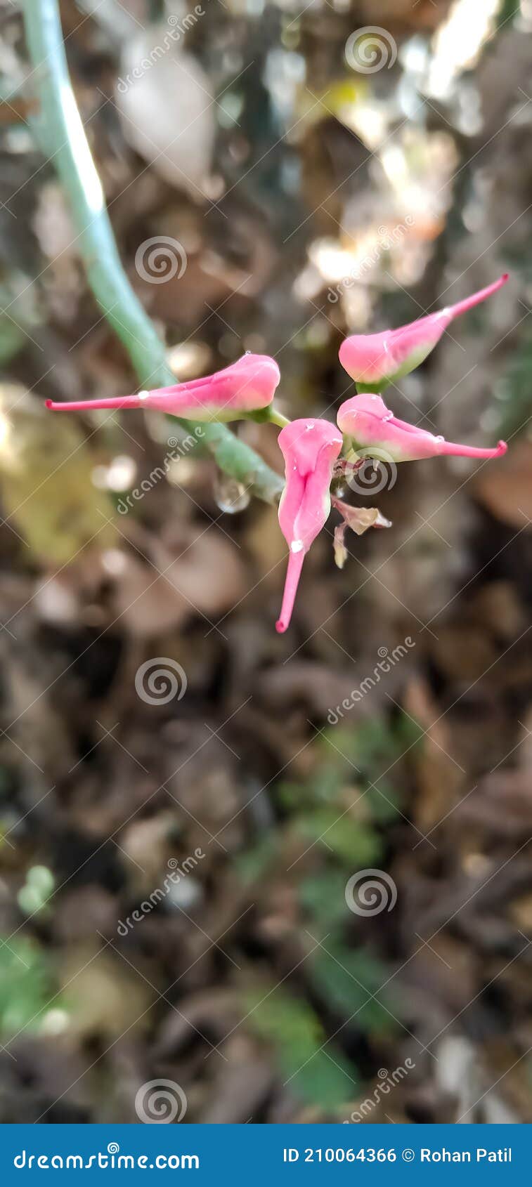 Wild Red Flower Devil S Backbone, Redbird Cactus Stock Photo - Image of ...