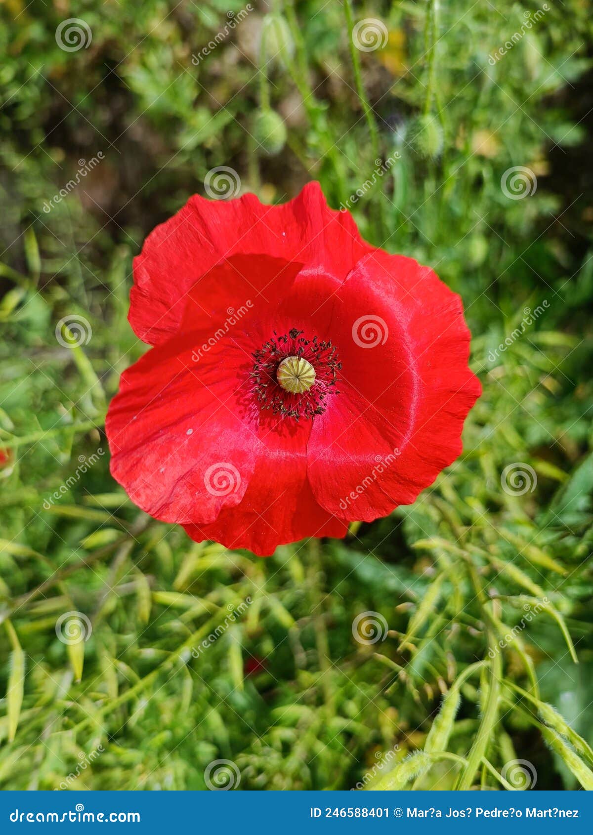 Wild red flower in the sun stock image. Image of nature - 246588401