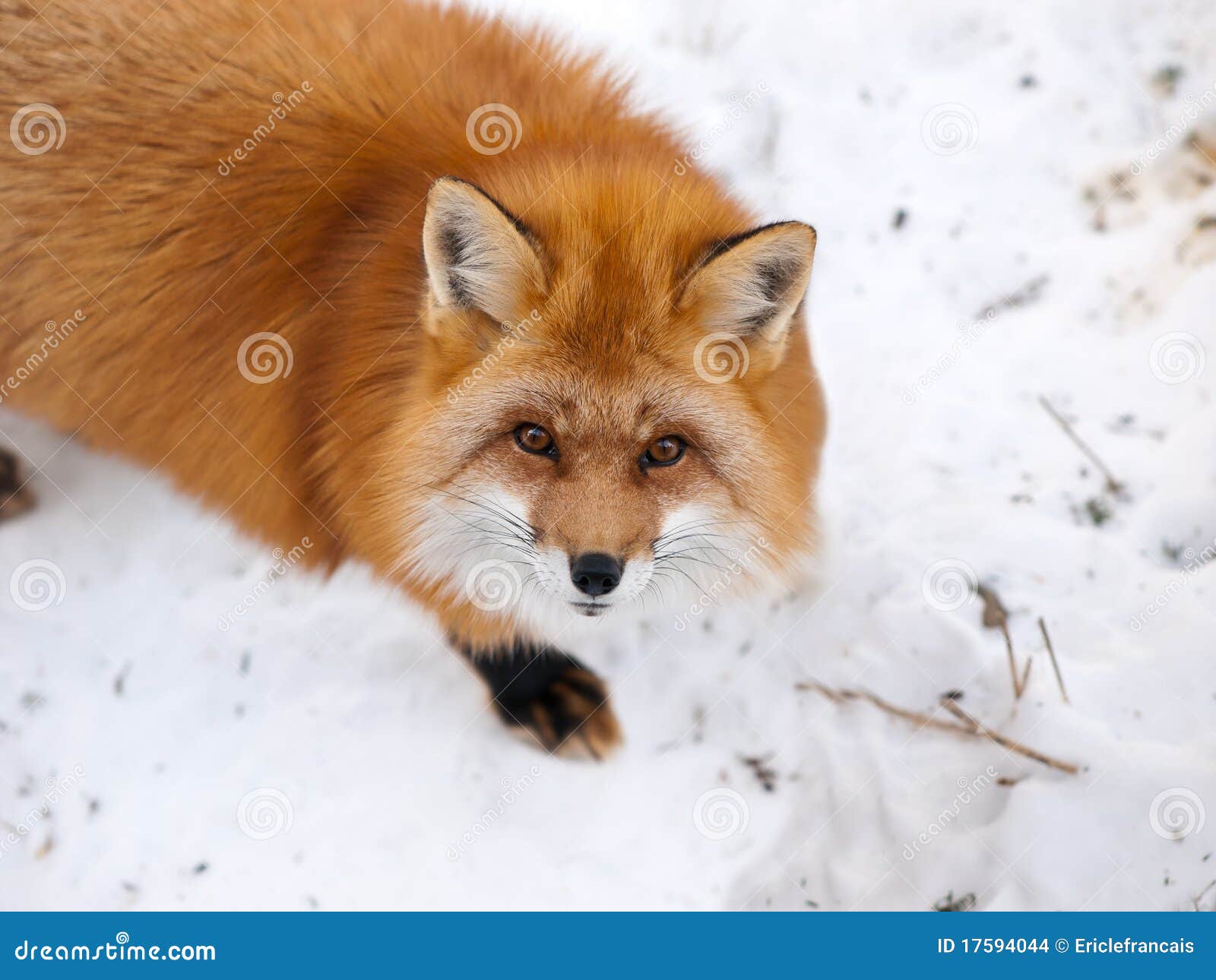 Wild red fox stock photo. Image of male, wild, vulpes - 17594044