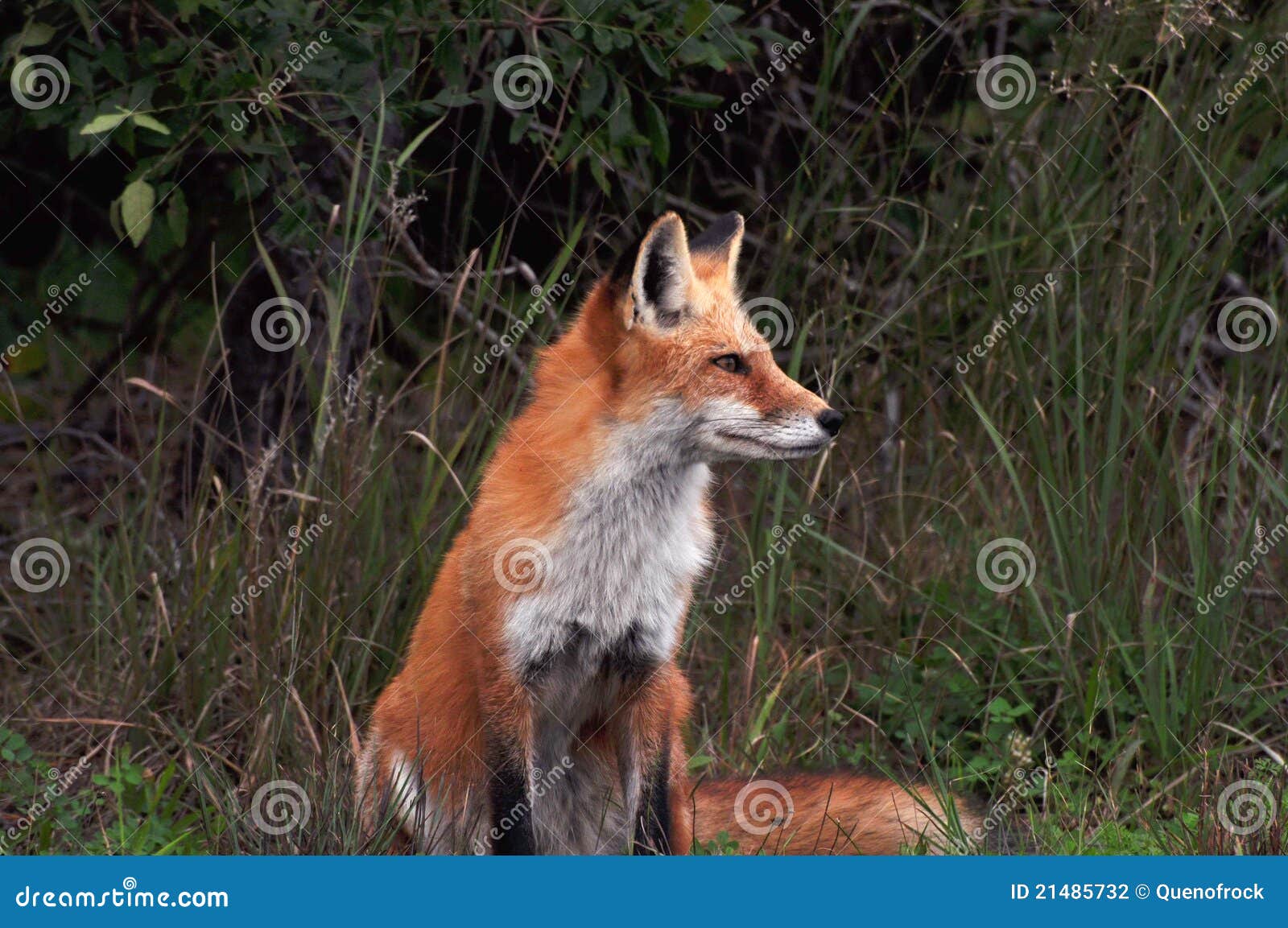 Wild Red Fox stock photo. Image of fauna, canine, mammal - 21485732