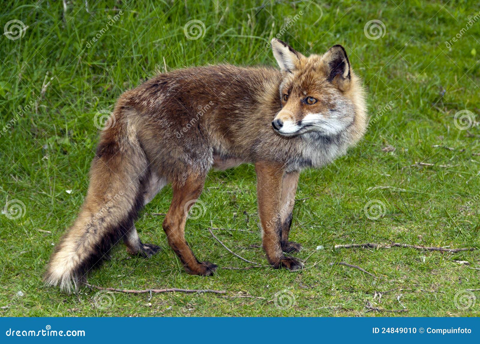 Wild red fox stock photo. Image of alert, portrait, wildlife - 24849010