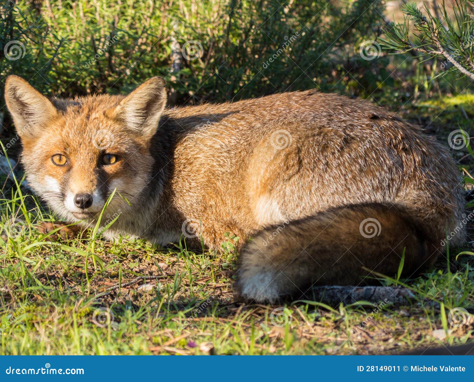 Wild red fox stock image. Image of wonderful, autumn - 28149011
