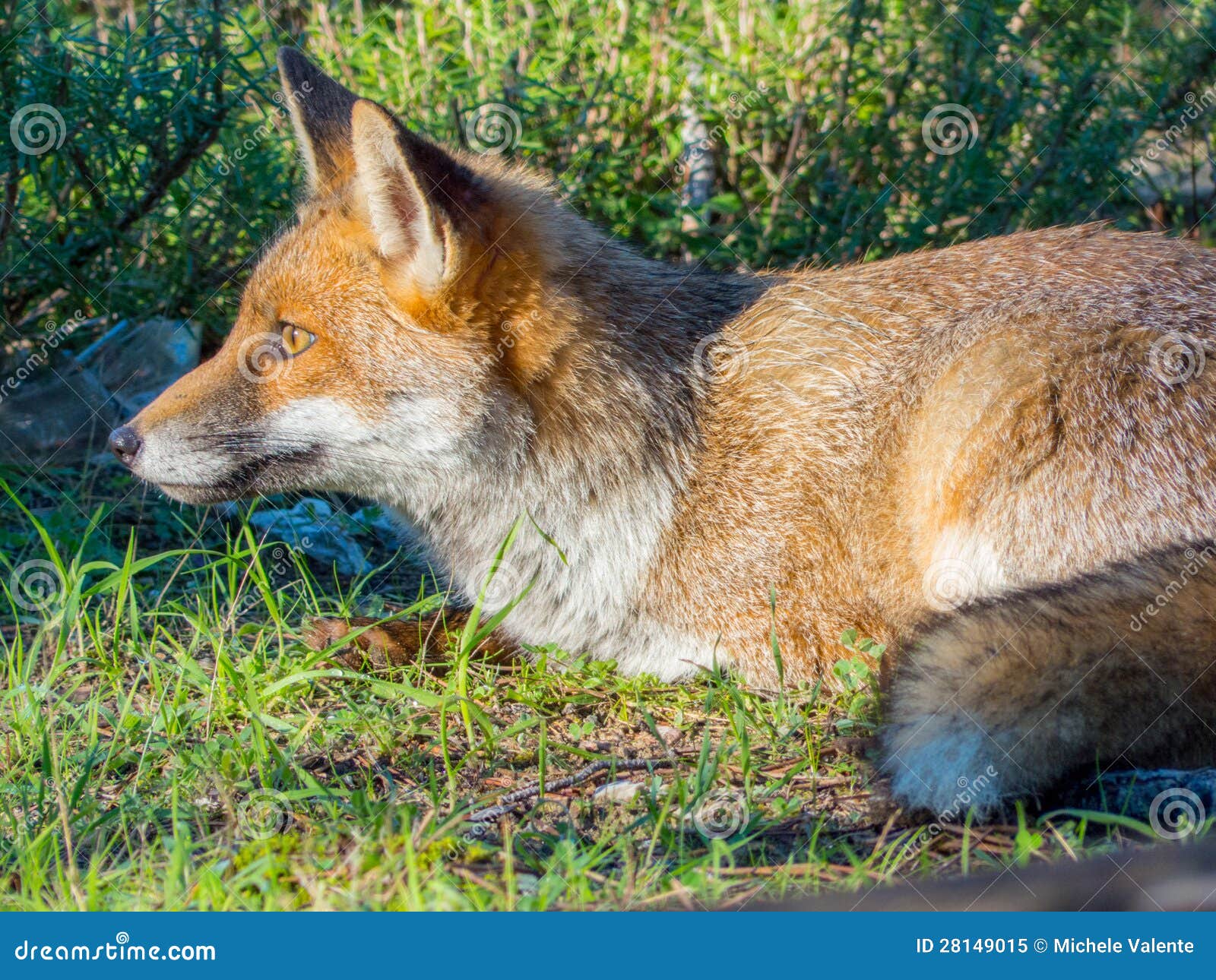 Wild red fox stock image. Image of wonderful, animal - 28149015