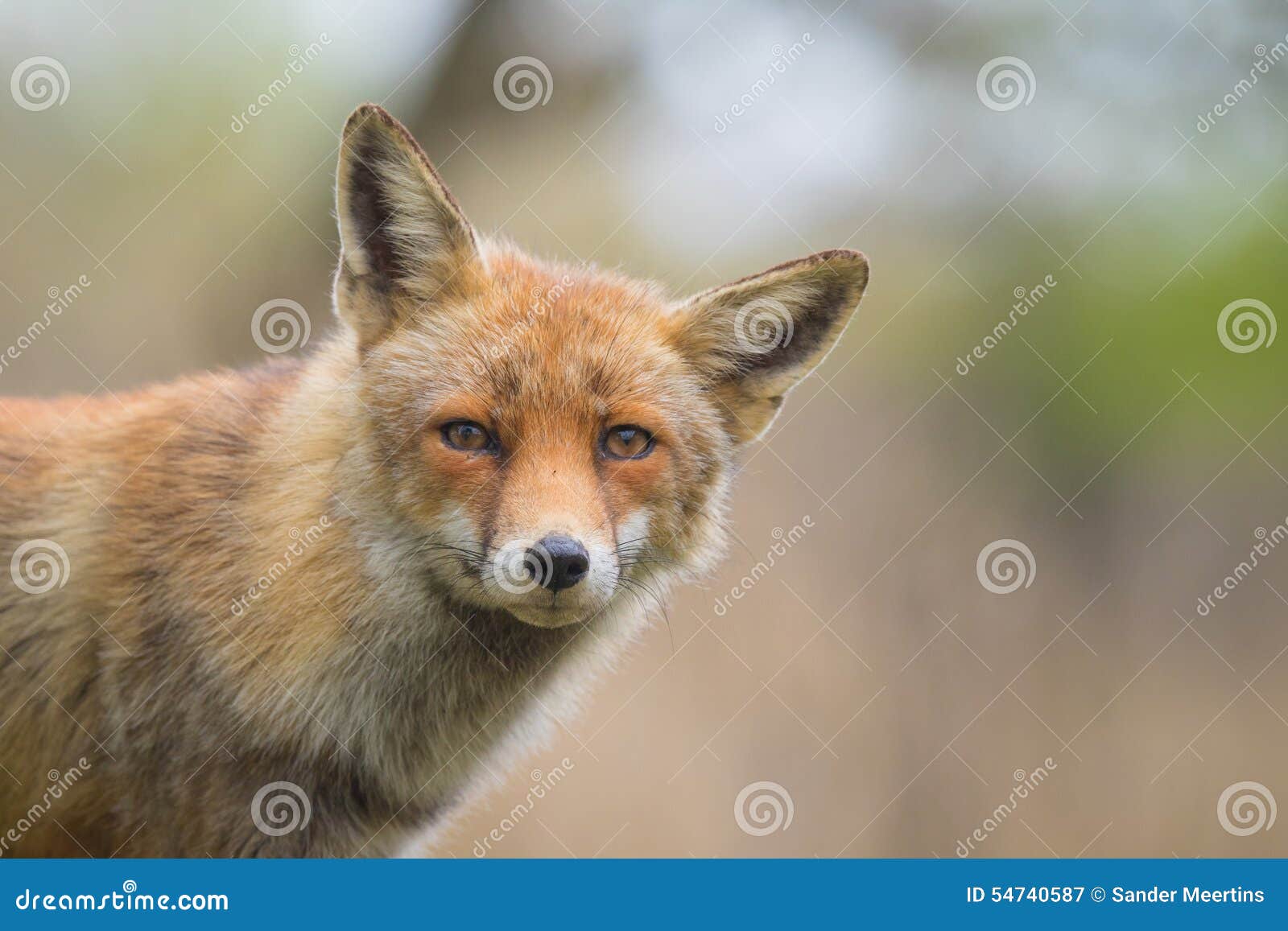 Wild red fox cub portrait stock image. Image of roofdier - 54740587