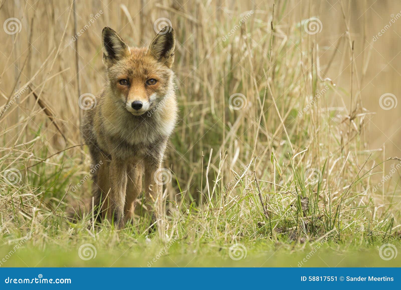Wild red fox cub stock image. Image of wilderness, scavenger - 58817551