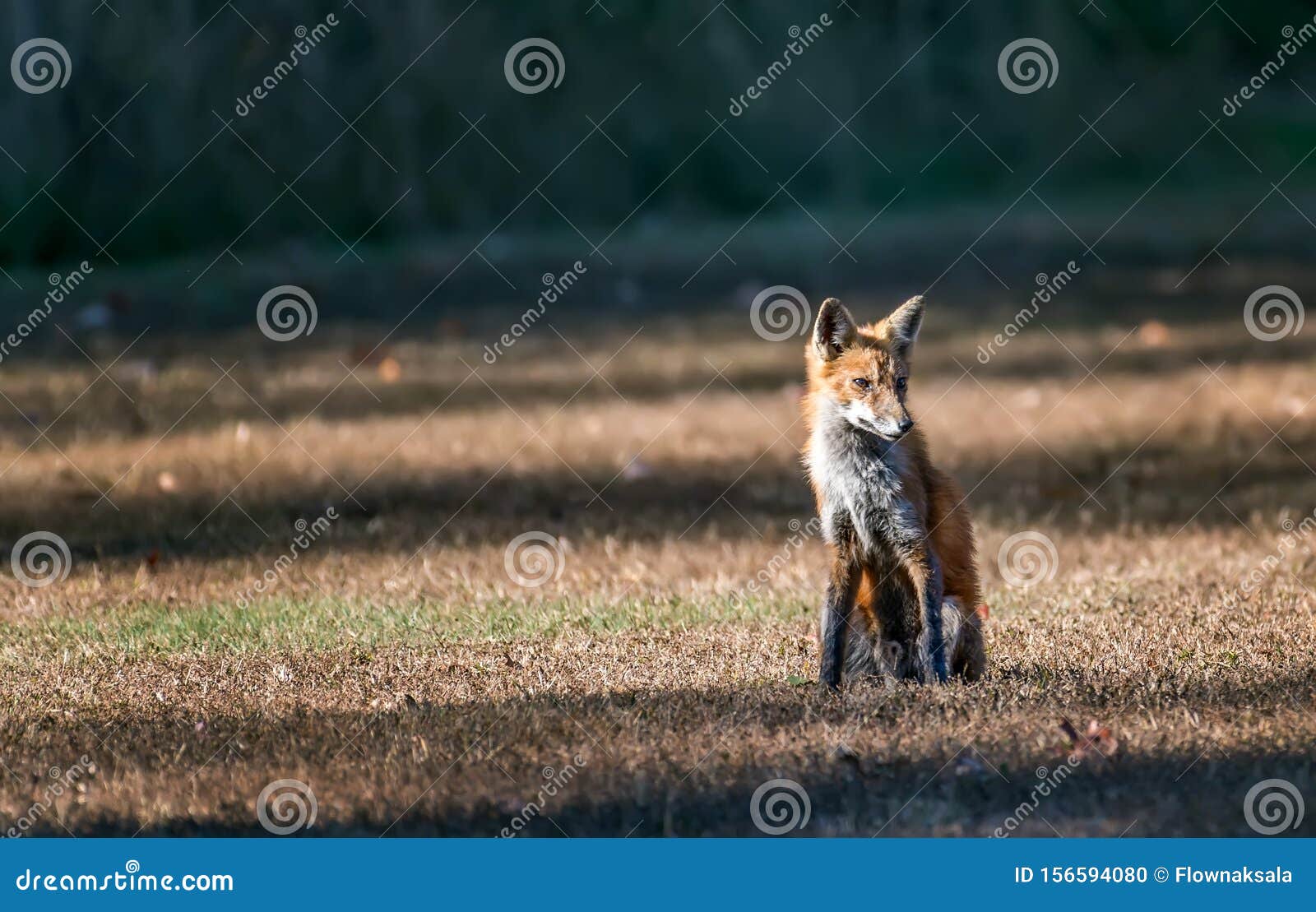Wild Red Fox in a Field Sitting in the Sunlight Stock Photo - Image of ...