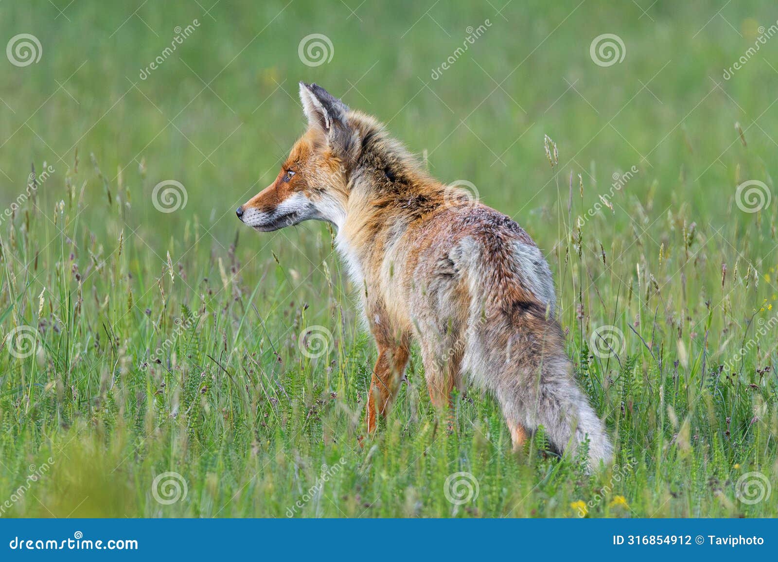 Wild red fox in the field stock photo. Image of meadow - 316854912