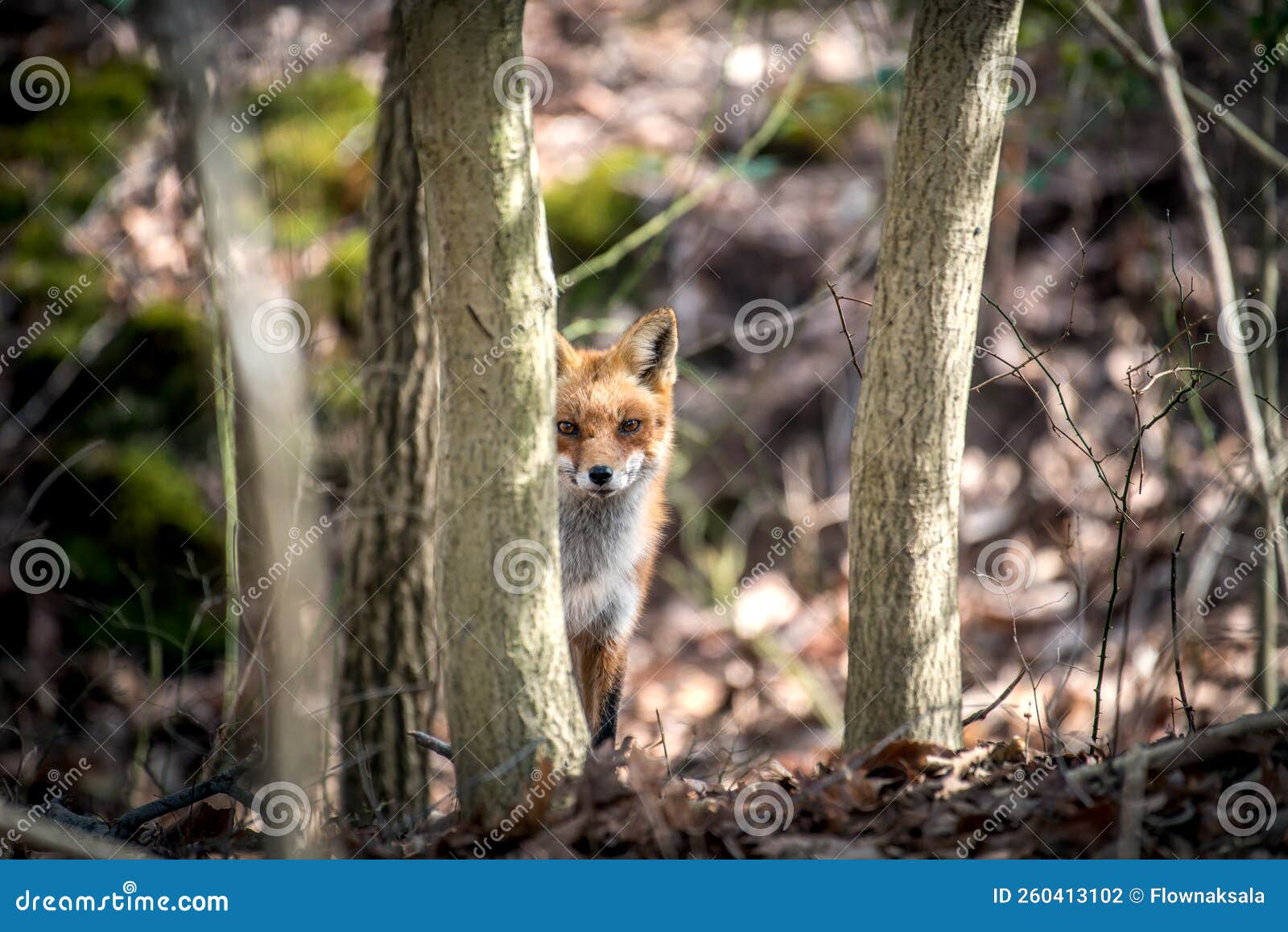 Wild Red Fox in a Forest Peeking Around a Tree Stock Photo - Image of ...
