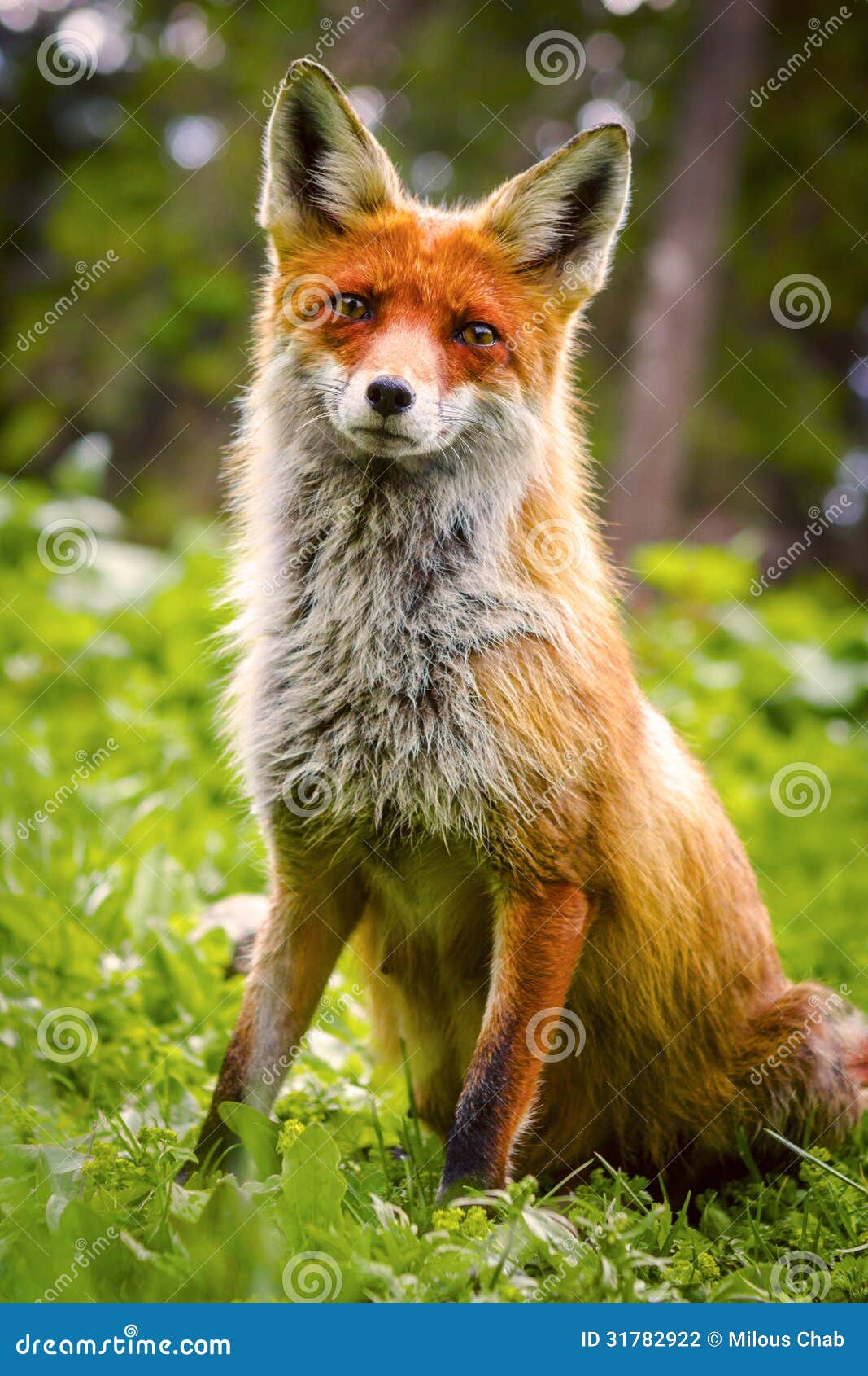 Wild Red fox stock photo. Image of outdoor, cunning, predator - 31782922