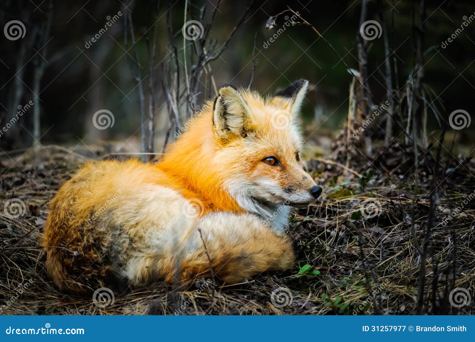 Wild Red Fox stock image. Image of animal, hunter, cute - 31257977