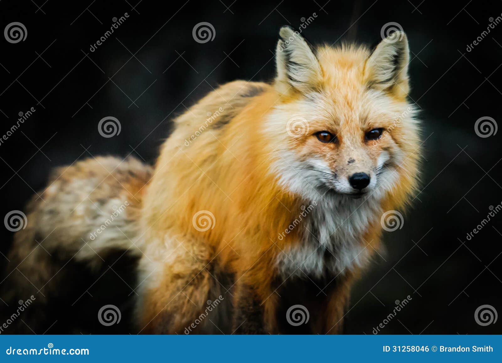 Wild Red Fox stock photo. Image of park, orange, alert - 31258046