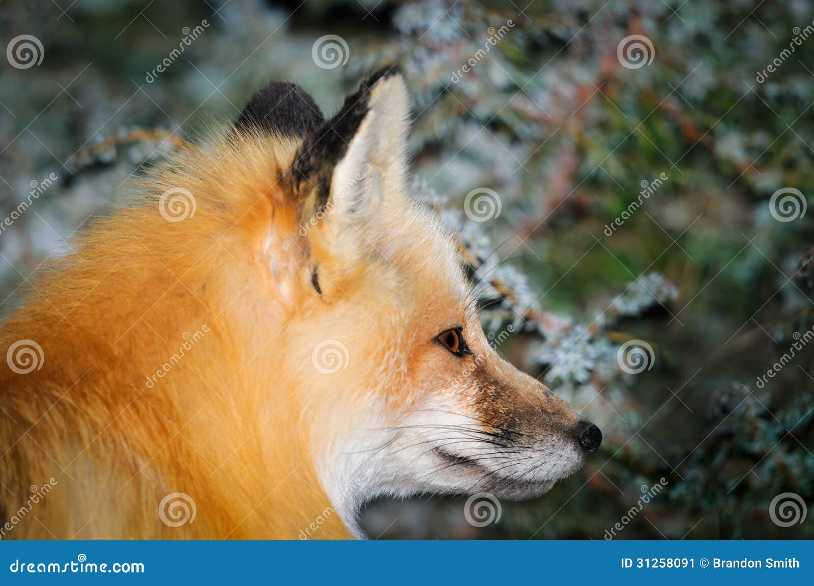 Wild Red Fox stock image. Image of jasper, spring, hunter - 31258091
