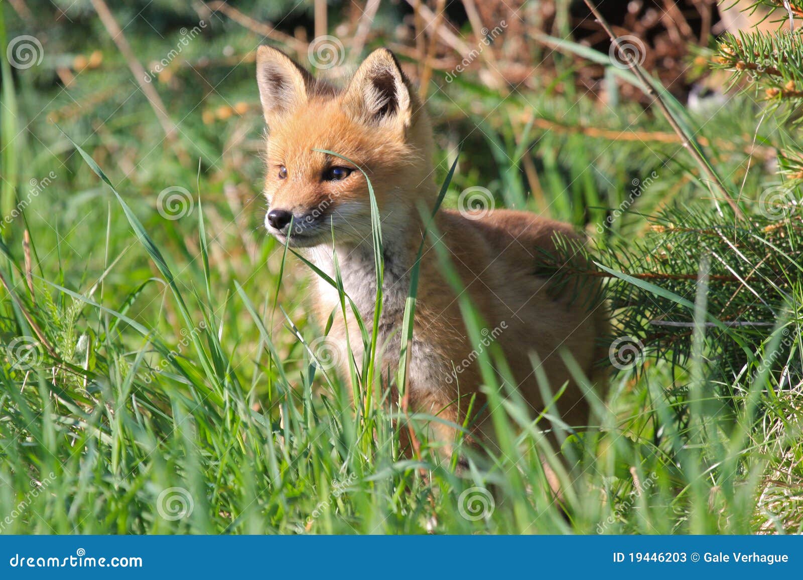Wild Red Fox Kit stock image. Image of healthy, alert - 19446203