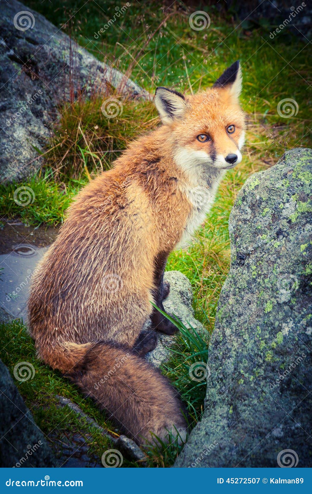 Wild red fox stock image. Image of wild, face, natural - 45272507