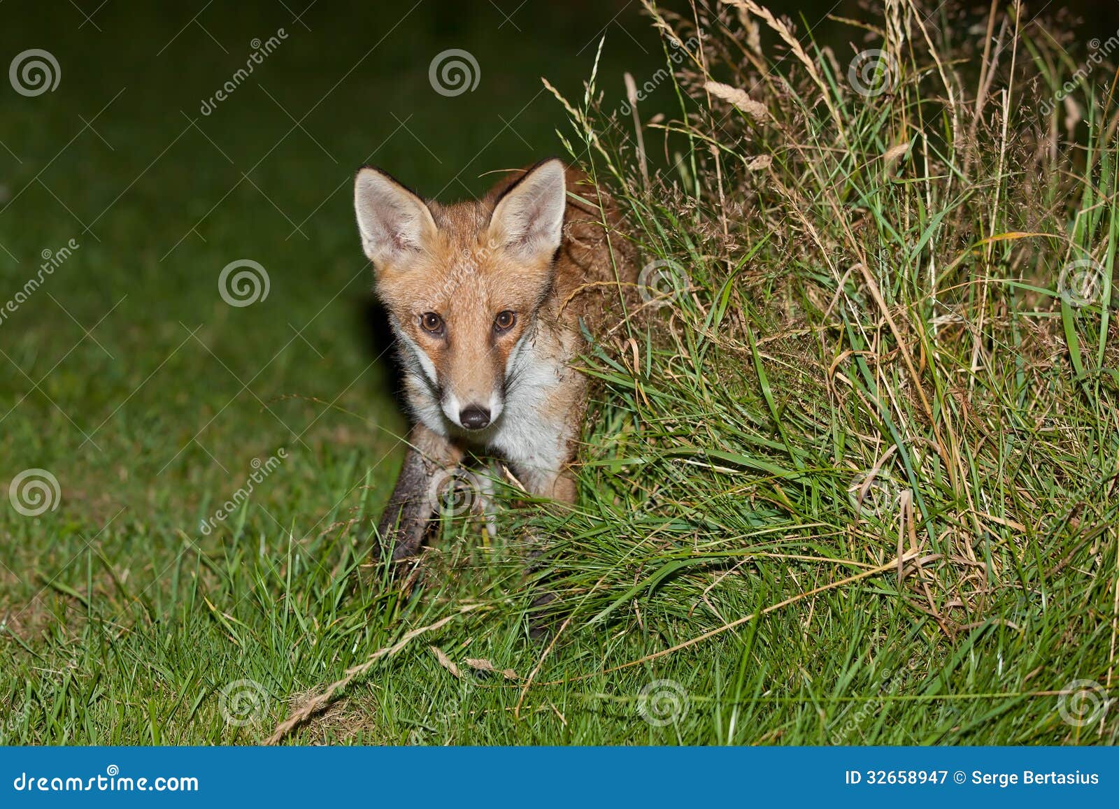 Wild red fox stock image. Image of natural, mammal, wildlife - 32658947