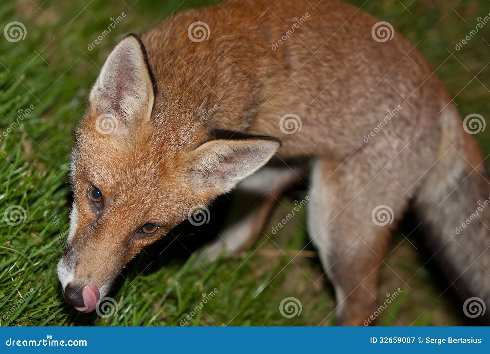 Wild red fox stock image. Image of animal, mammal, canid - 32659007