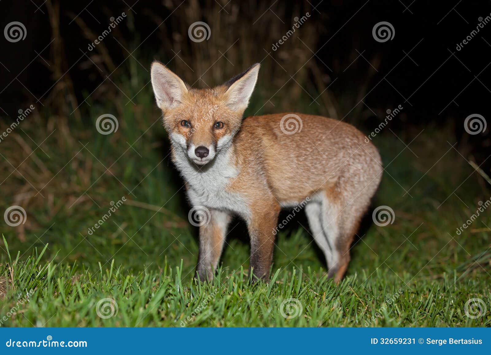 Wild red fox stock image. Image of stalk, canidae, animal - 32659231